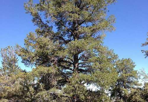 Семена сосны гибкой (pinus flexilis)