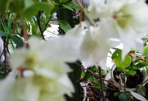 Бугенвиллия, Сансевиерия и другие цветы