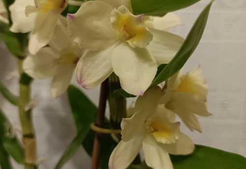 Орхидея Dendrobium nobile