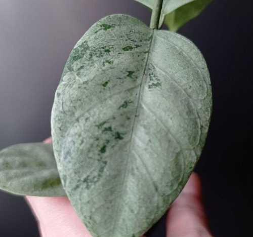 Hoya coriasea silver