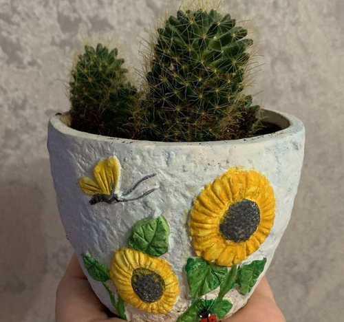 Кактус