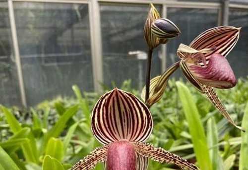 Орхидея Пафиопедилум "Леди Ротшильд"
