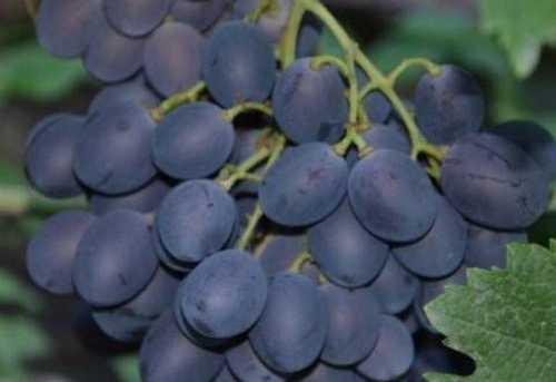 Саженцы-черенки винограда Фуршетный