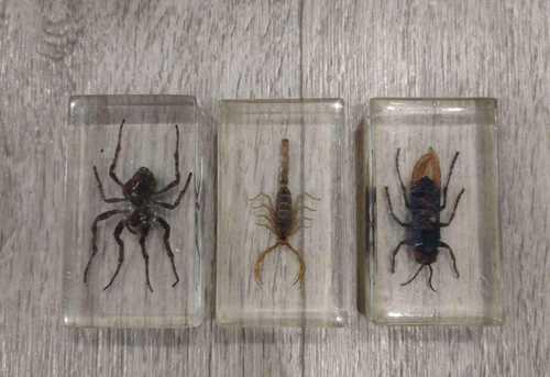 Коллекционные насекомые в стекле