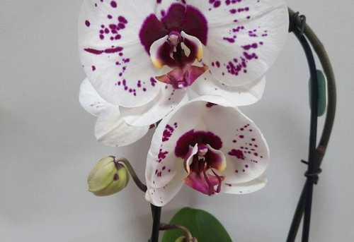 Орхидея на каскаде Пикассо