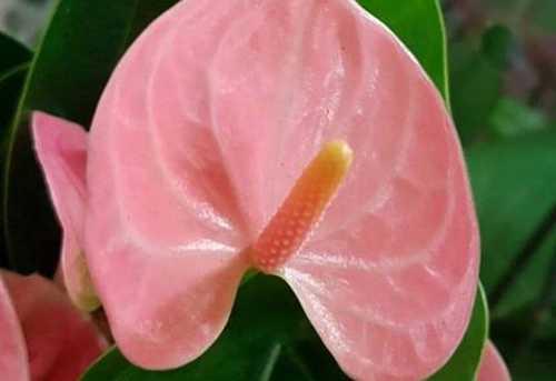 Антуриум,нежно-розовые цветы,взрослое растение