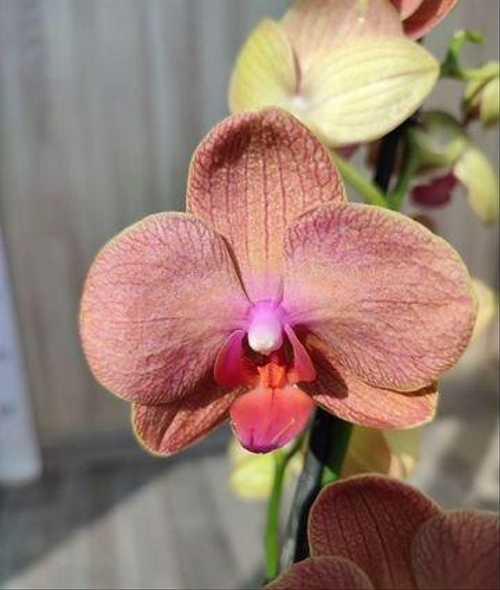 Рыжая орхидея мультифлора