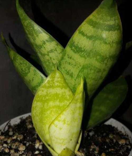 Sansevieria hahnii Philippines Gold