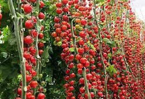 Рассада коллекционных томатов помидор черри