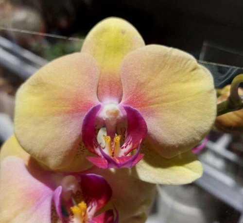 Орхидея фаленопсис А-ля Сара Бланш
