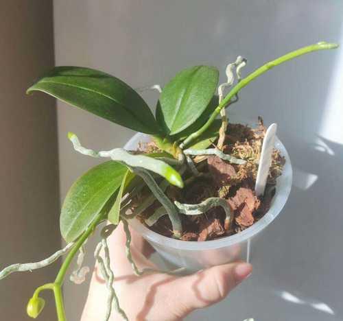 Орхидея mini mark