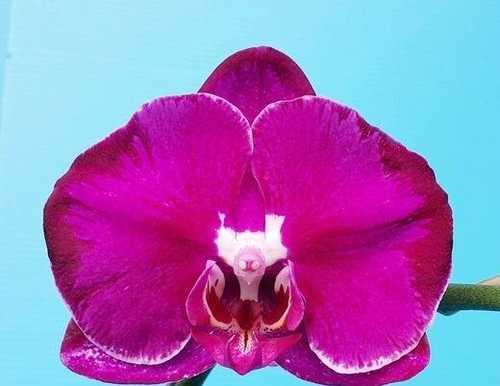 Орхидея фаленопсис PF - 5990