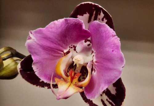 Орхидея фаленопсис Блэк Пиано цветущий