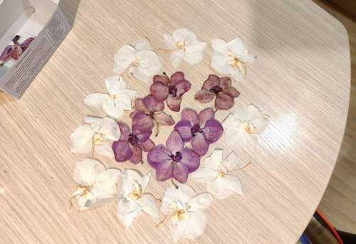 Орхидея сухоцвет набор