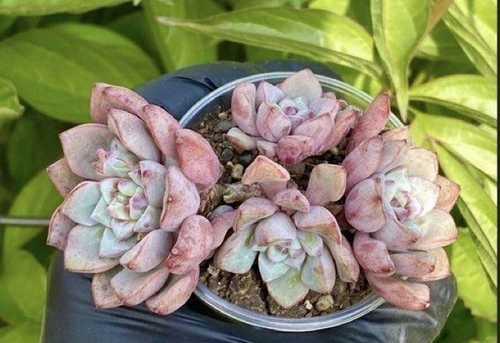 Эхеверия Echeveria subcorimbosa Lau