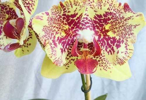 Цветущая орхидея I-Hsin Spot Leopard peloric