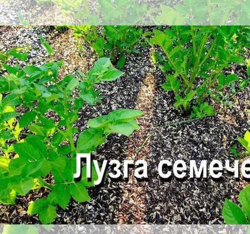Шелуха подсолнечника