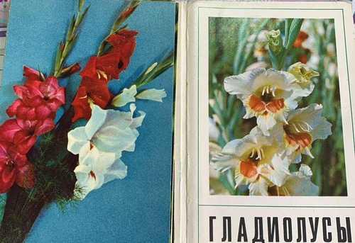 Открытки СССР цветы гладиолусы