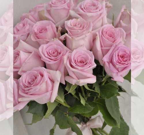 Свежие Розы Из Эквадора