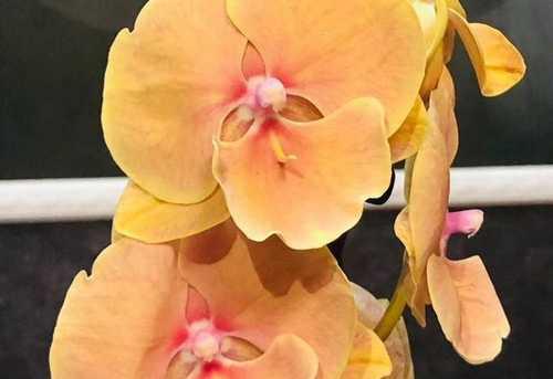 Орхидея фаленопсис Orange Jam Конфитюр Биг Лип