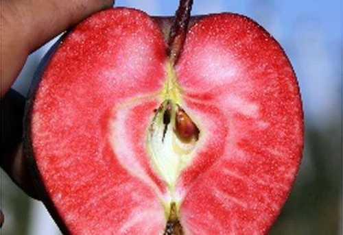 Яблоня красномясая зимостойкая