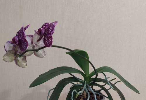 Орхидея фаленопсис "Дикий кот"