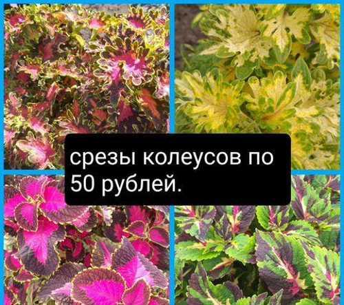 Колеусы сортовые