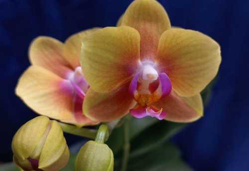 Орхидея фаленопсис домашняя