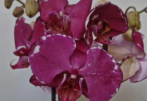 Орхидея Мальвина