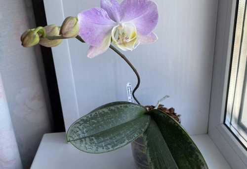 Орхидея Phal. Sanderiana (silver leaves)