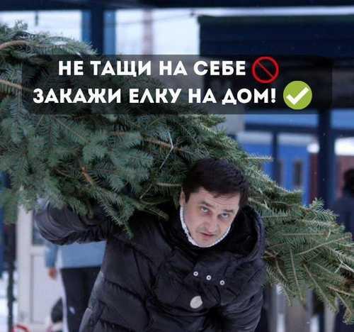 Ель живая с доставкой