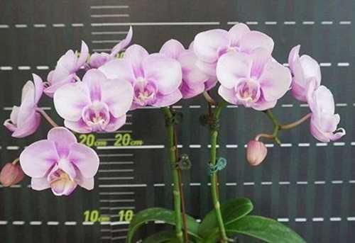 Орхидея фаленопсис Miki Sakura '1327'