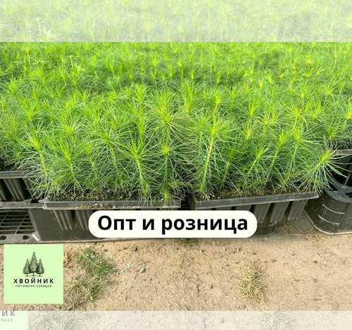 Сосна Обыкновенная Pinus sylvestris