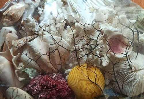 Раковины морских моллюсков