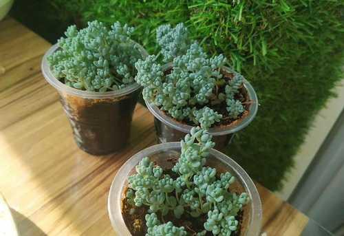 Суккулент sedum dasyphyllum