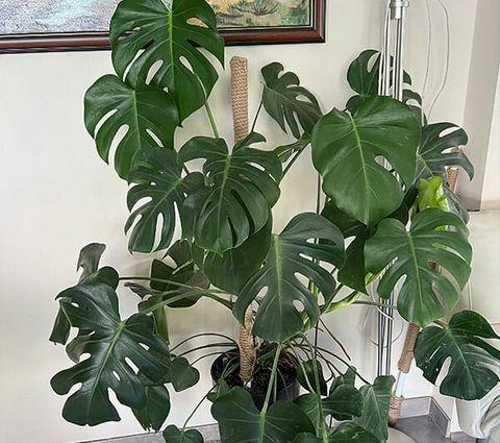 Монстера деликатесная Monstera Deliciosa D 24