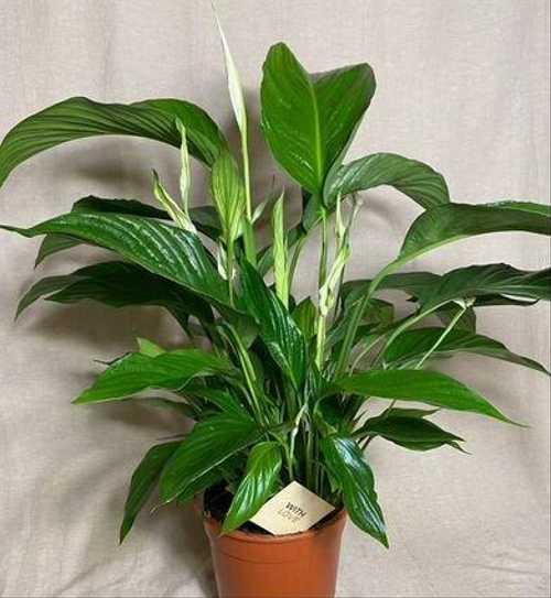 Спатифиллум (Spathiphyllum) sweet lauretta