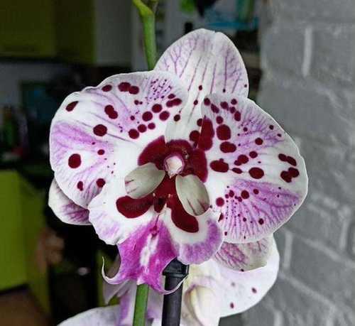Орхидея 11см крупноцветковая биг лип фаленопсис