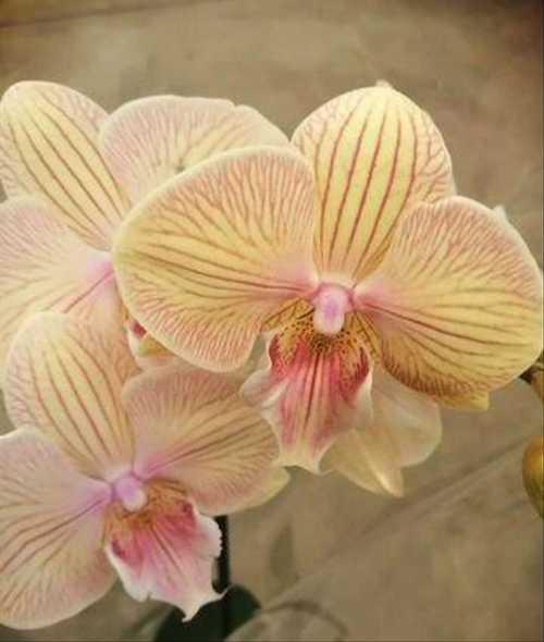 Орхидея фаленопсис биг лип Желтый