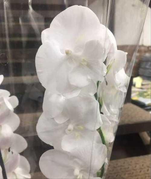 Орхидея Леонтин биг лип белоснежный