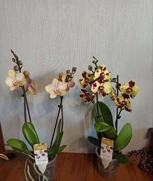 Орхидея фаленопсис Мальмо, 2 ствола