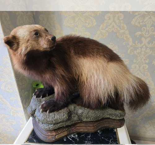 Чучело росомахи