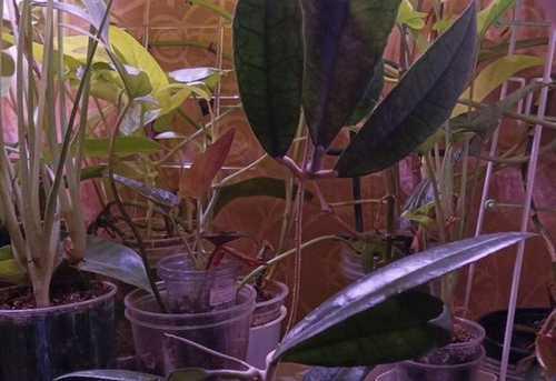Обмен Орхидея Хойи Комнатные растения