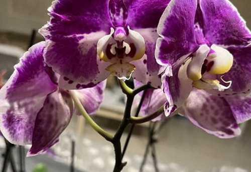 Орхидея фаленопсис гарфилд грандифлора