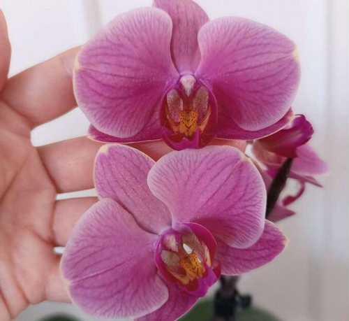 Орхидея фаленопсис Narbonne с мутацией