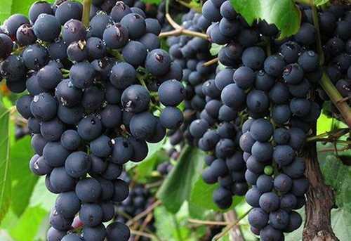 Саженцы винограда, 2 летки, самые популярные сорта