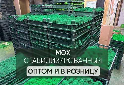 Стабилизированный мох, ягель