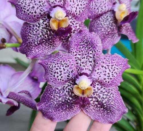 Орхидея vanda ванда цветет