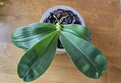 Орхидея Phal. Joy Spring Canary Joy (горшок 1,5 л)