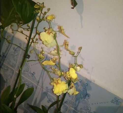 Орхидея онцидиум, жёлтая